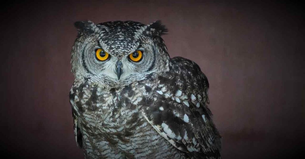 【衝撃】アメリカと中国、強力な鳥インフルエンザウイルスを開発していた | lyu1 dimension